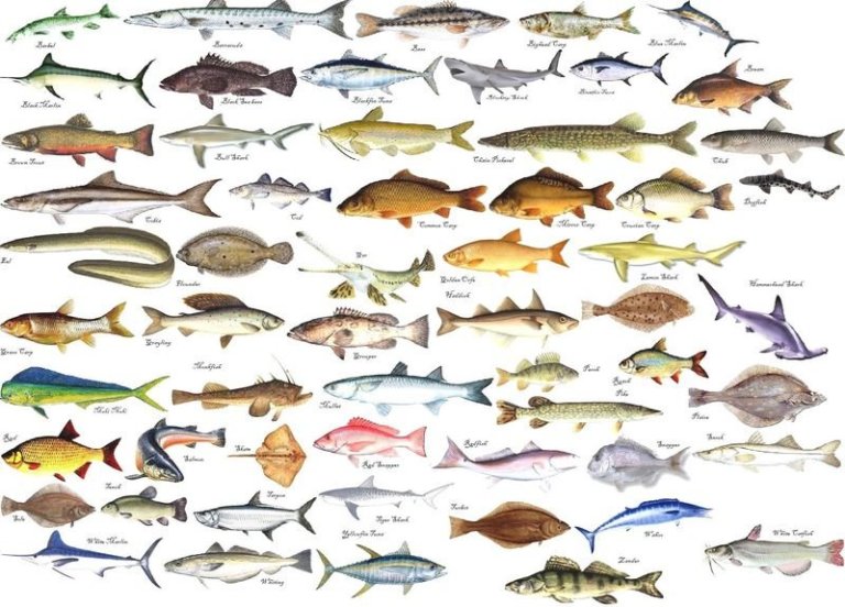 Hal fajták és amit készíthetünk belőle ( a teljesség igénye nélkül ...